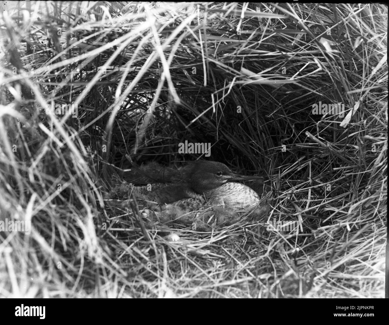 Small crake Småskrake Stock Photo - Alamy
