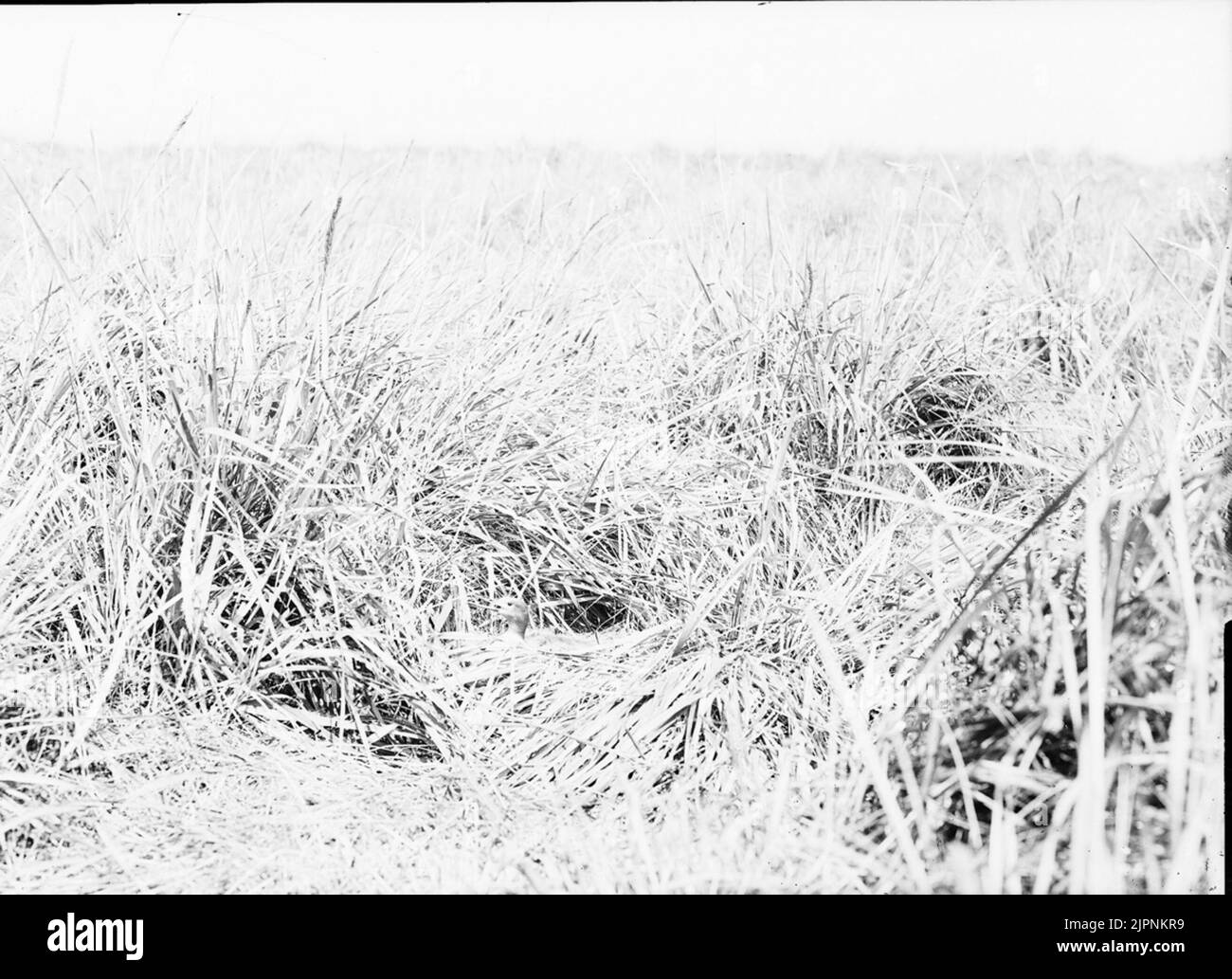 Small crake Småskrake Stock Photo - Alamy