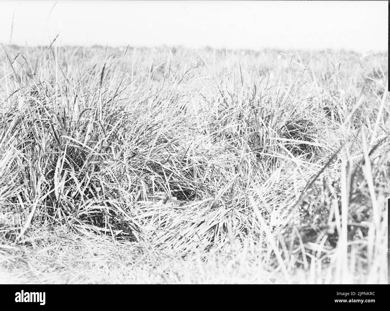 Small crake Småskrake Stock Photo - Alamy