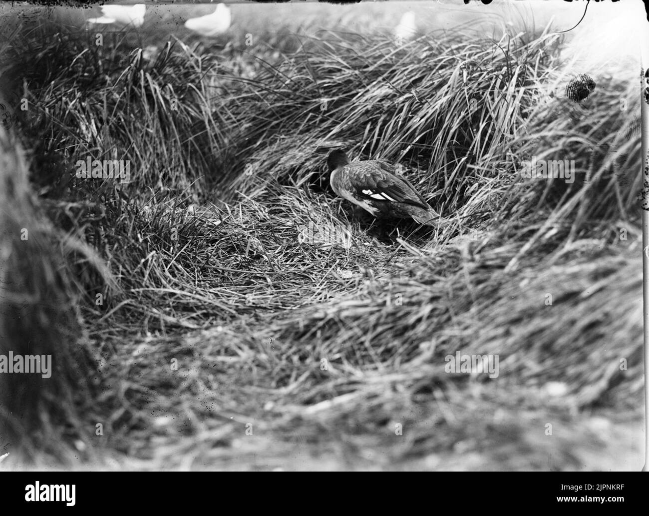 Small crake Småskrake Stock Photo - Alamy