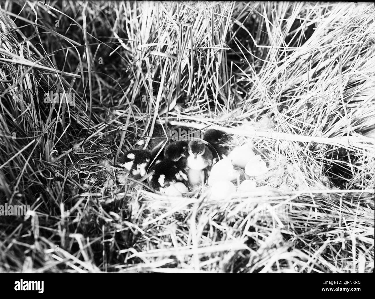 Small wetland bird Black and White Stock Photos & Images - Alamy