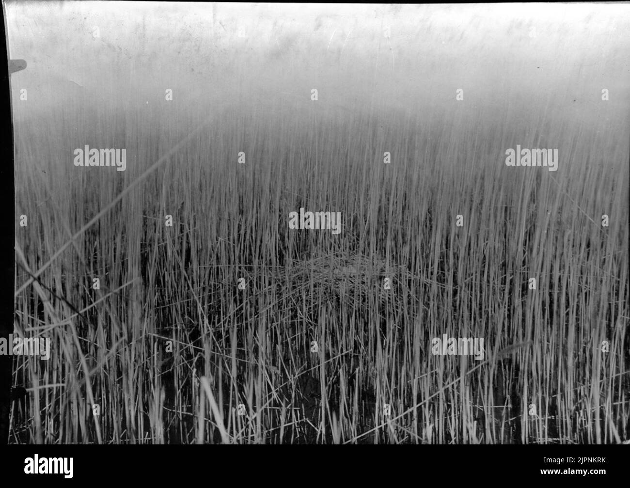 Stay of pipe drum Bo av rördrom Stock Photo - Alamy