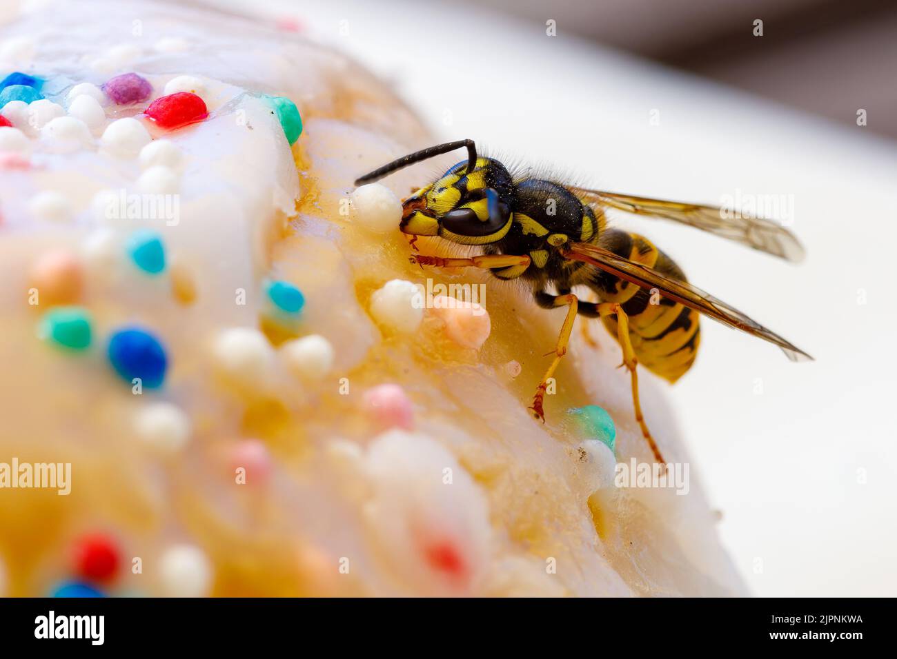 A dangerous Wasp on food Stock Photo - Alamy