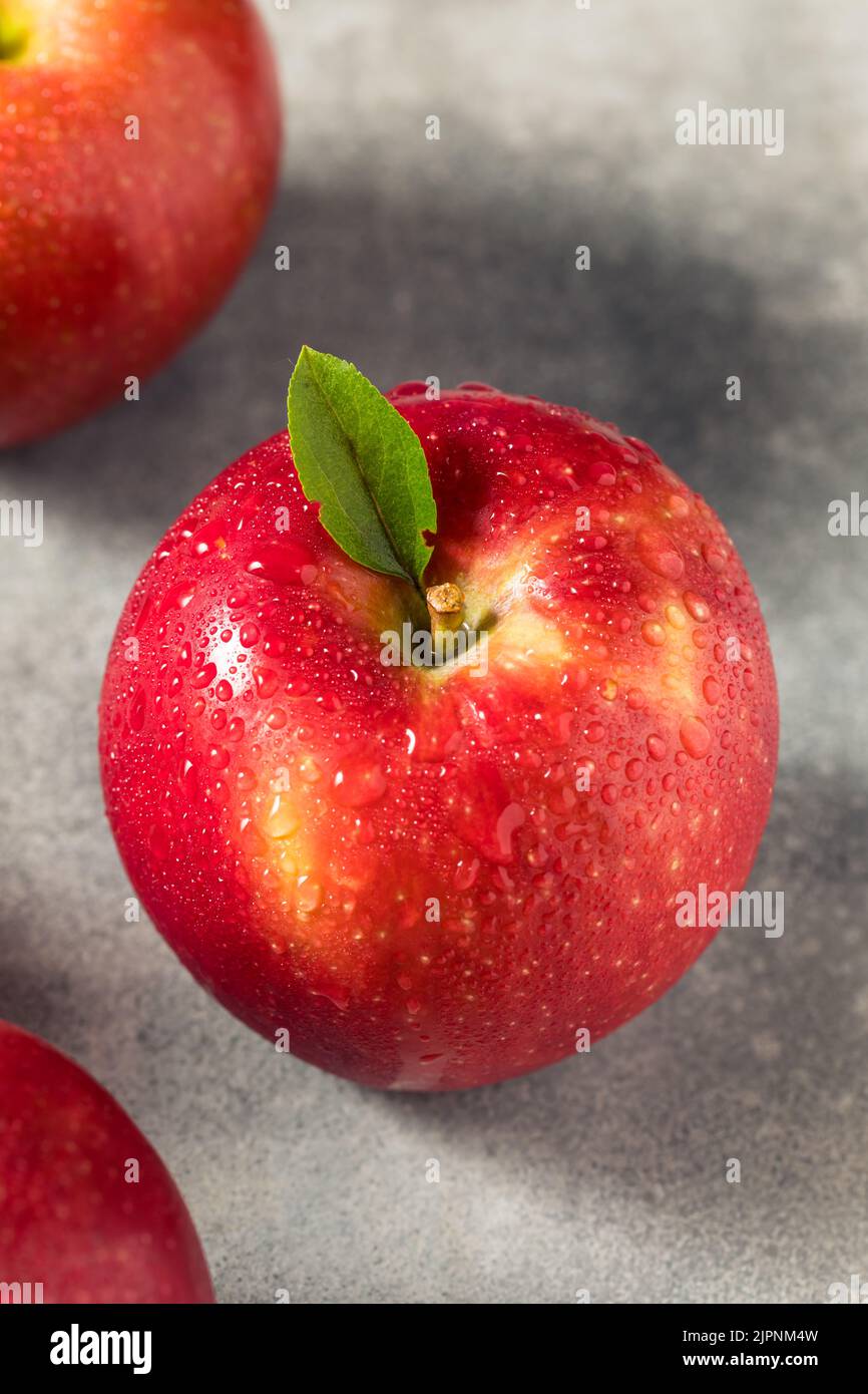 Raw Red Organic Cosmic Crisp Apples in a Bunch Stock Photo - Alamy