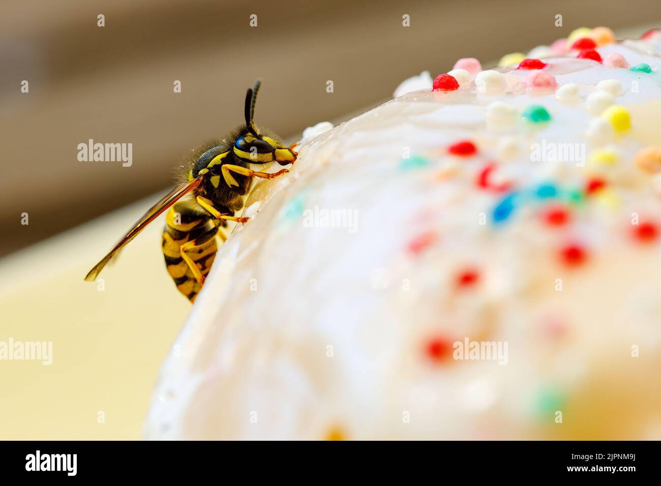 A dangerous Wasp on food Stock Photo - Alamy