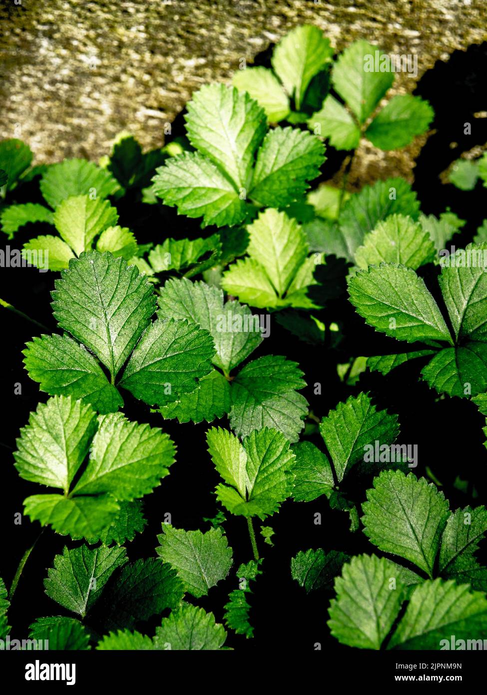 The Mock Strawberry plant for ground cover in the garden Stock Photo ...