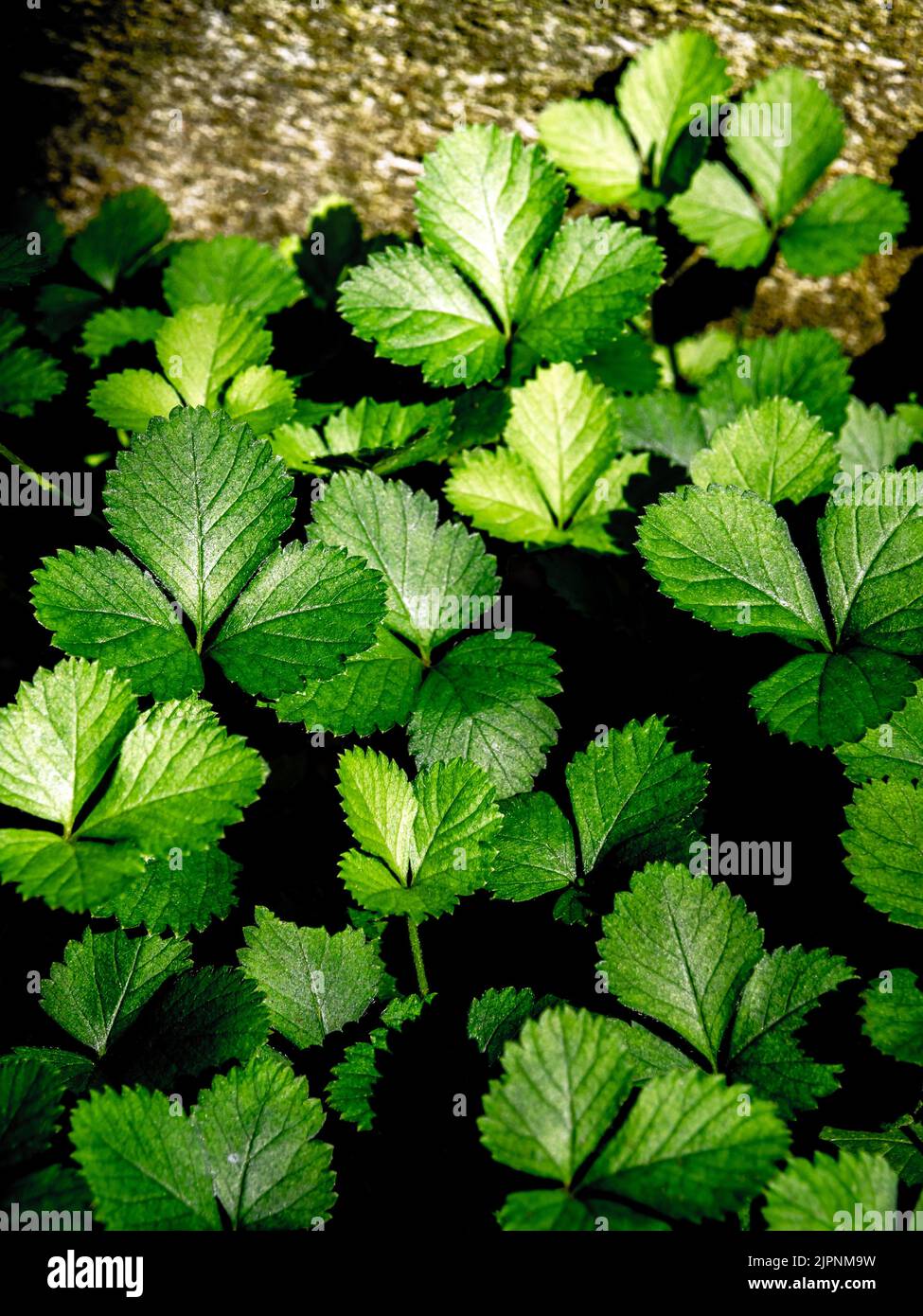 The Mock Strawberry plant for ground cover in the garden Stock Photo ...