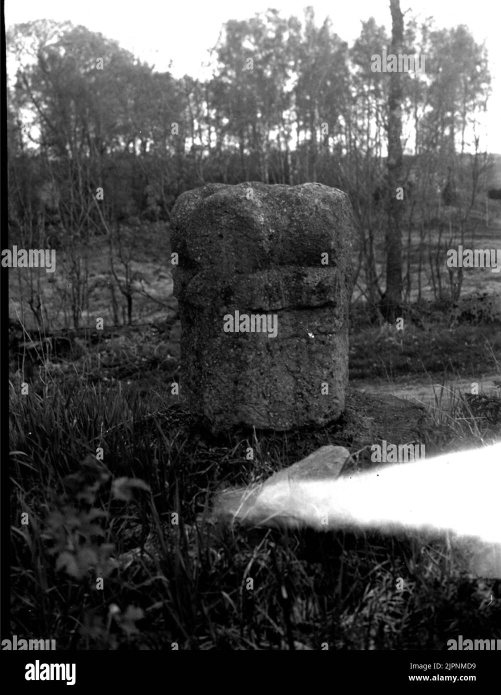 Captain strain standing on a stump in the garden. Kapitälstam som står ...
