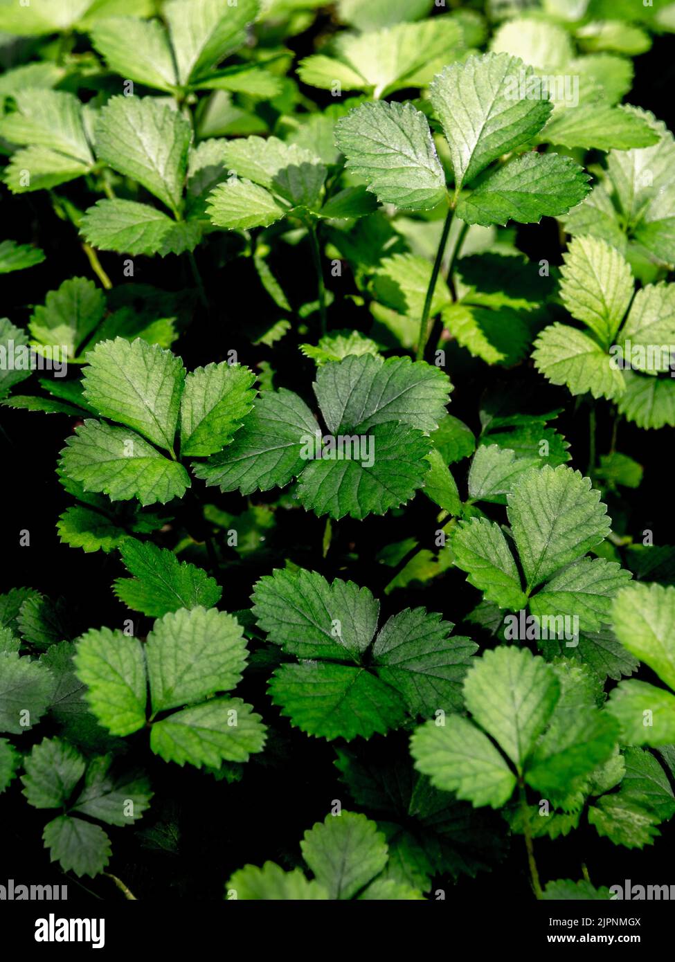 The Mock Strawberry plant for ground cover in the garden Stock Photo ...
