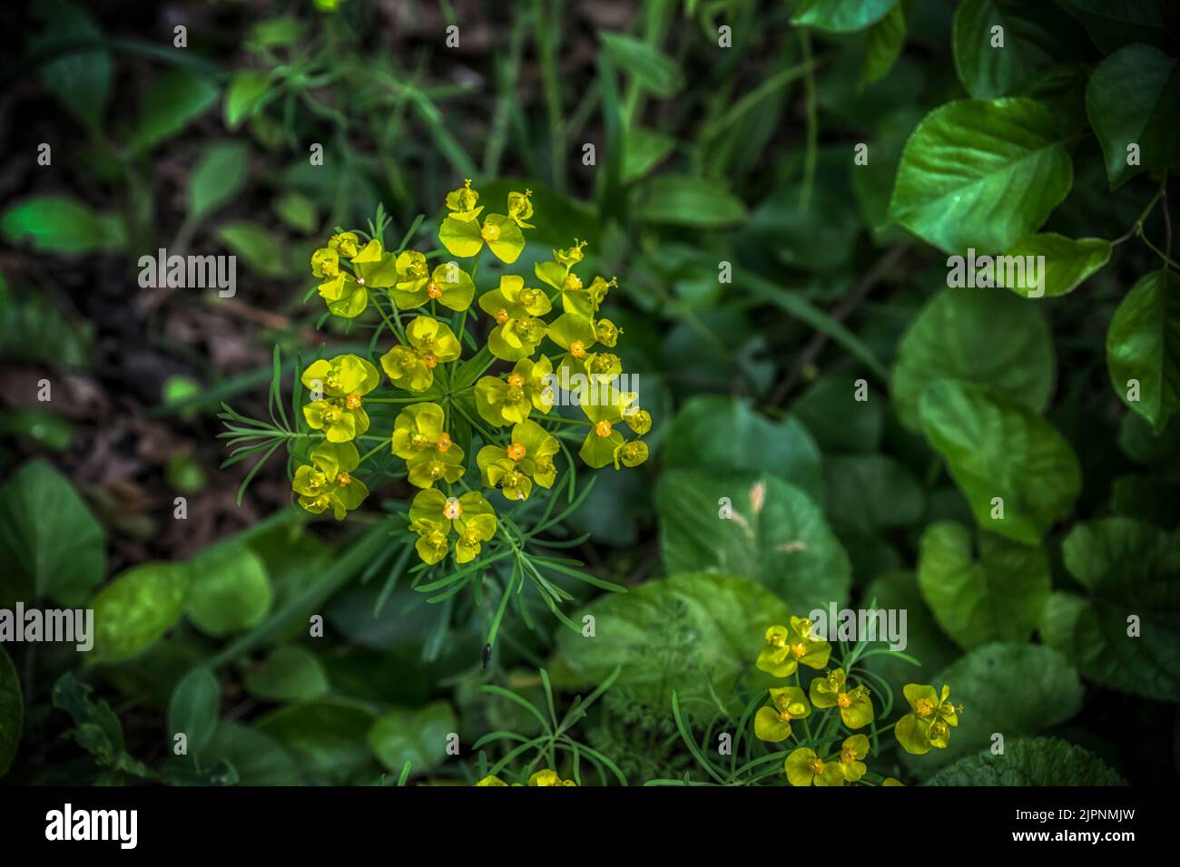 Small yellow euphorbia flowers in the woods Stock Photo - Alamy