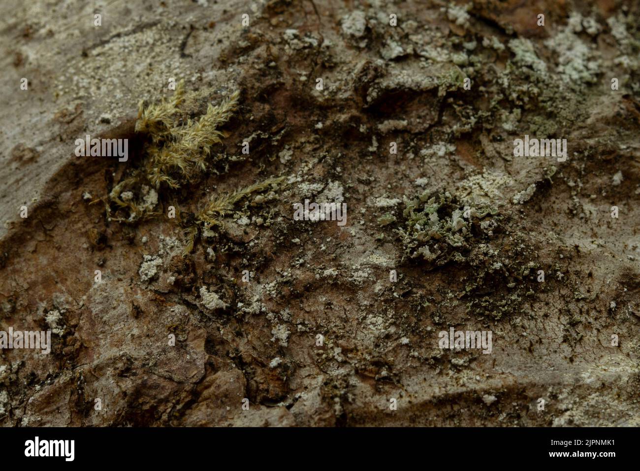 Vert de la forêt hi-res stock photography and images - Alamy