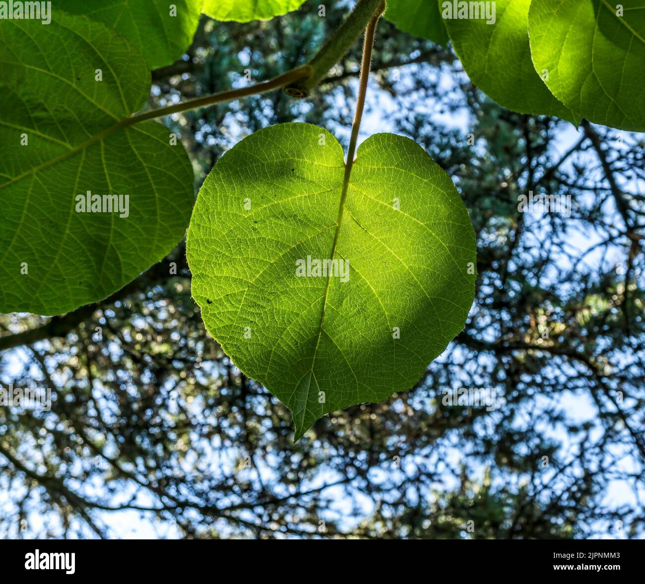 Light shines behing a leaf in South Seattle, Washington Stock Photo - Alamy