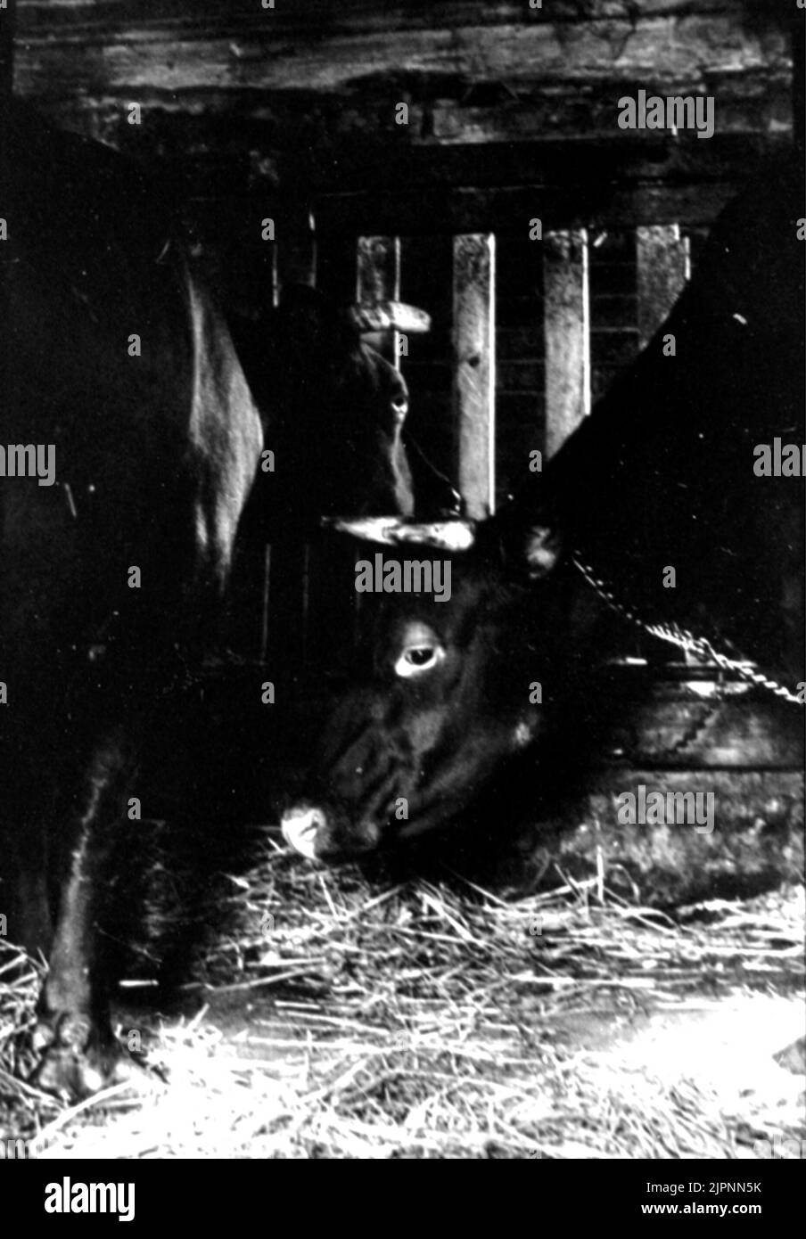 Bossgården. Fähuset with animal stock. The small windows provide foam ...