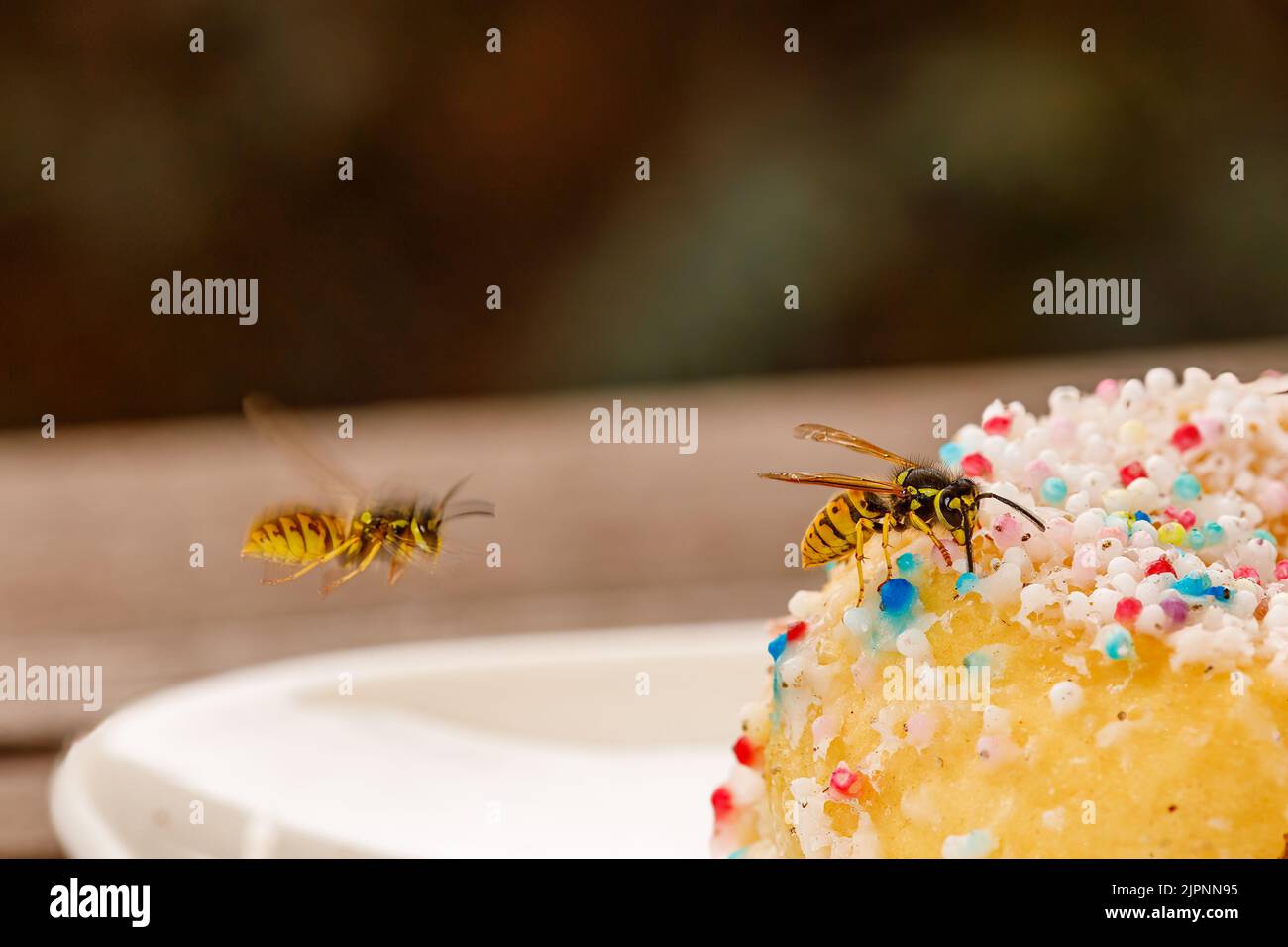 A dangerous Wasp on food Stock Photo - Alamy
