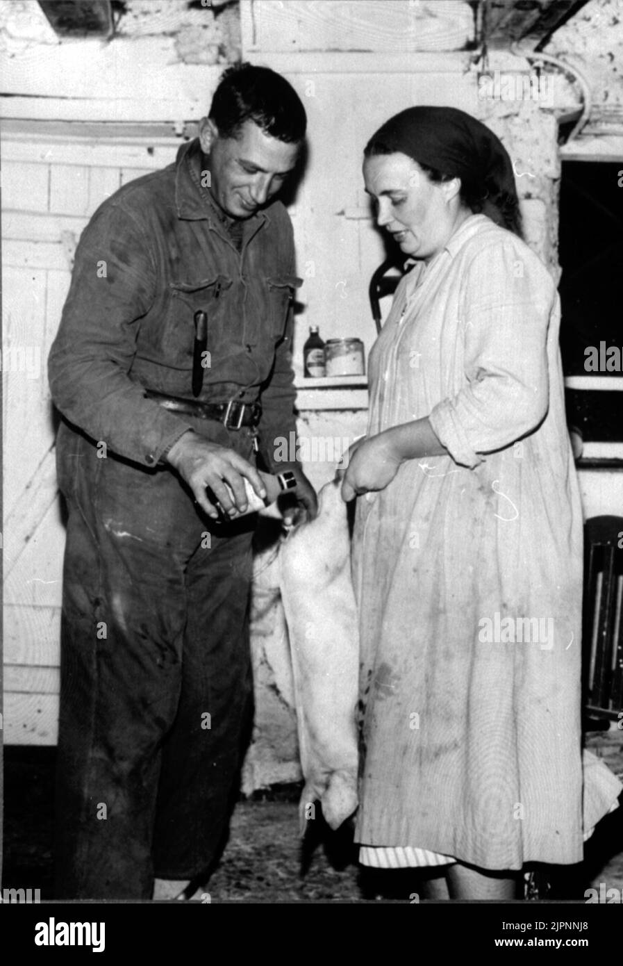 Stay and Britta Eriksson castrate a pig. Bo och Britta Eriksson ...