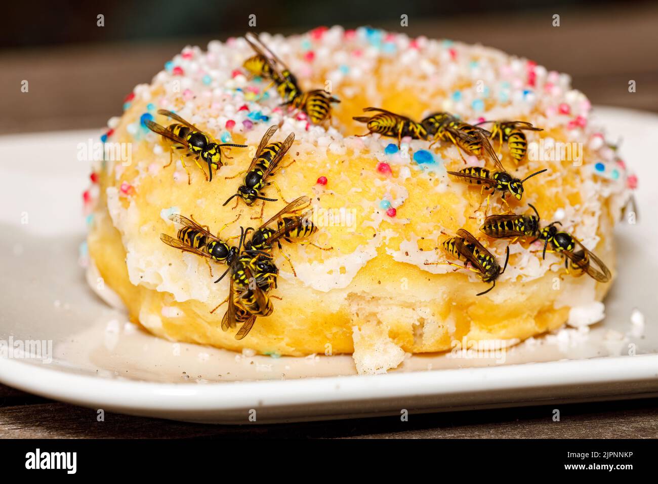 A dangerous Wasp on food Stock Photo - Alamy