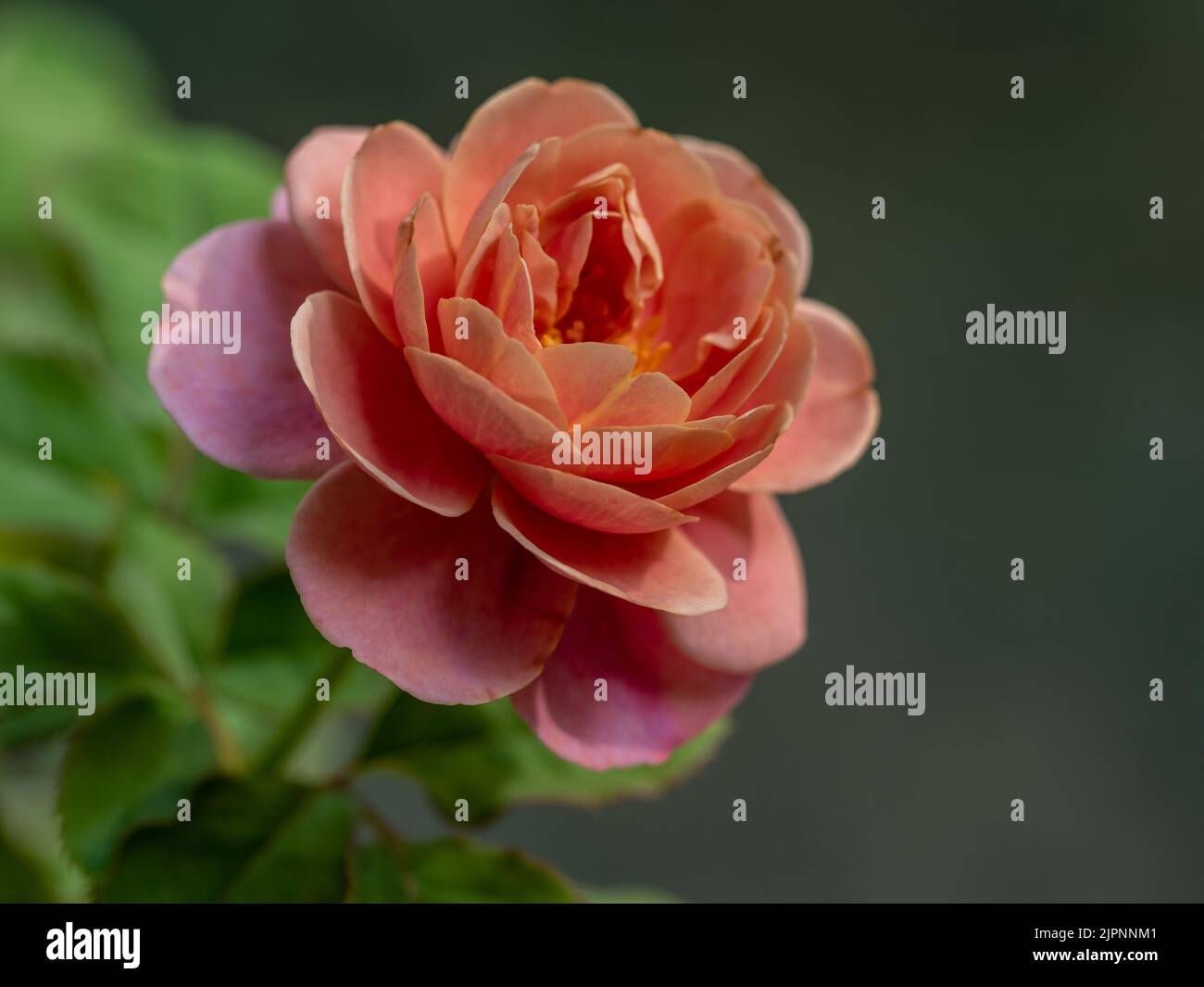 Rosette bloom form hi-res stock photography and images - Alamy