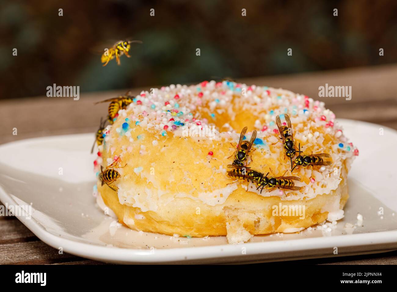 A dangerous Wasp on food Stock Photo - Alamy