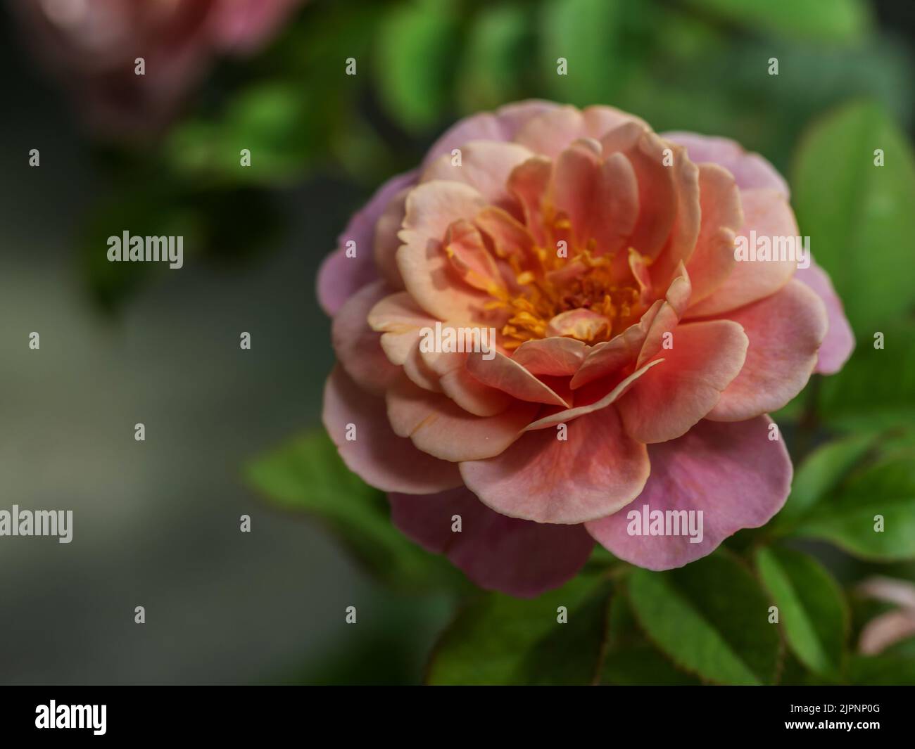 Shape and colors of Distant drums roses that blooming in Tropical ...