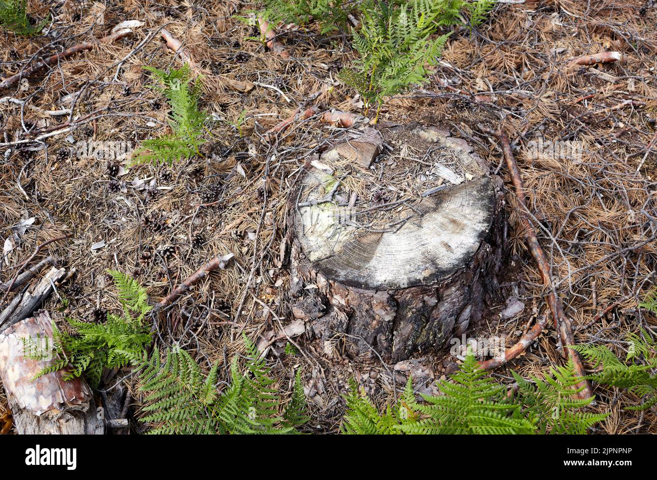 Tree stump in a bright forest. Tree stump after deforestation Stock ... Tree stump in a bright forest. Tree stump after deforestation Stock ...