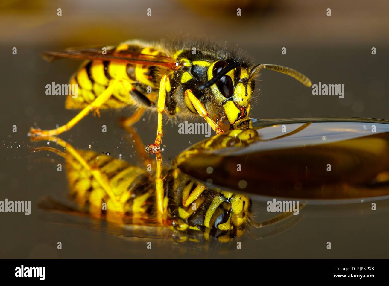 A dangerous Wasp on food Stock Photo - Alamy