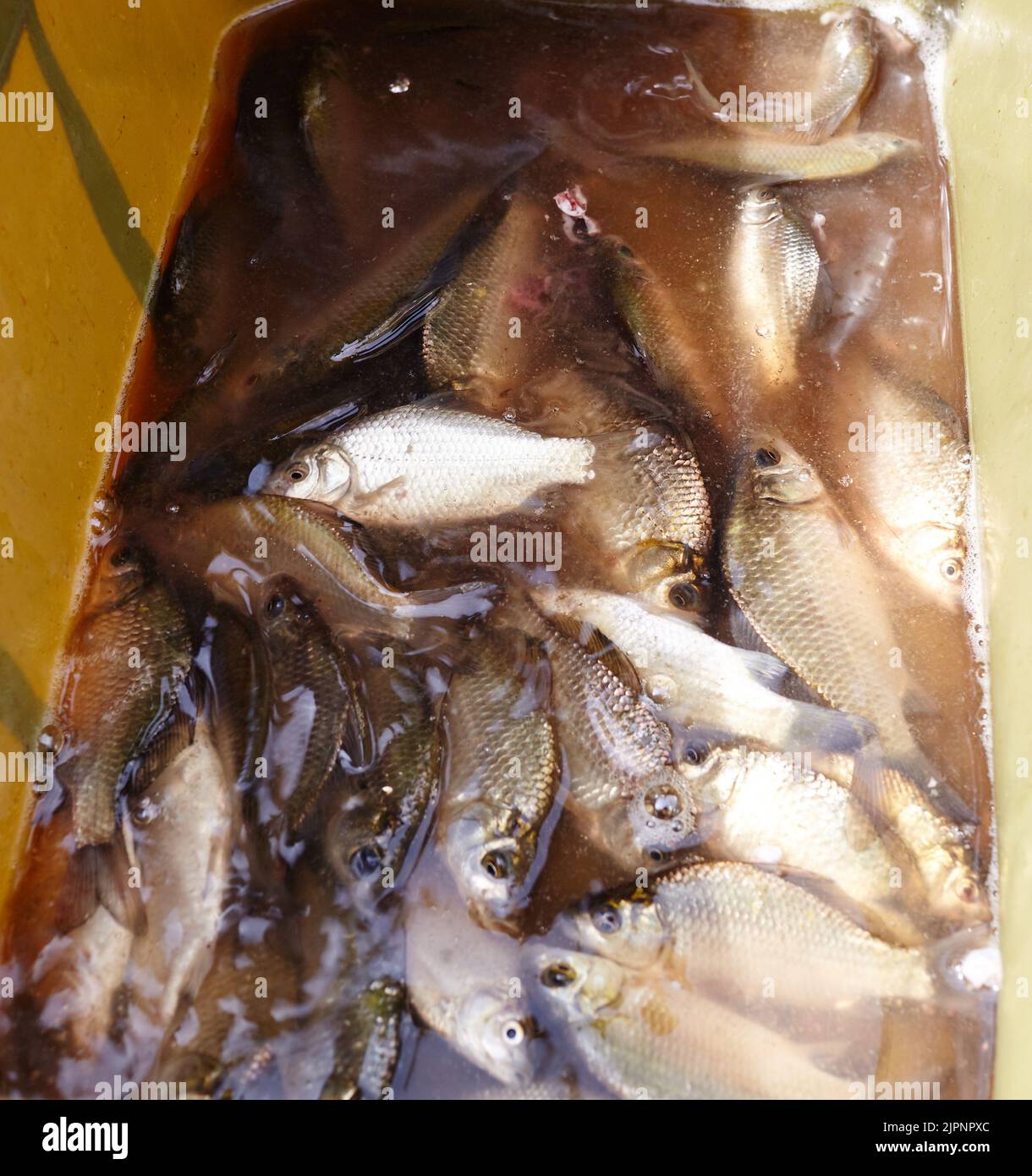 Fisherman's catch. Fish in water after being caught, closeup. Selective ...