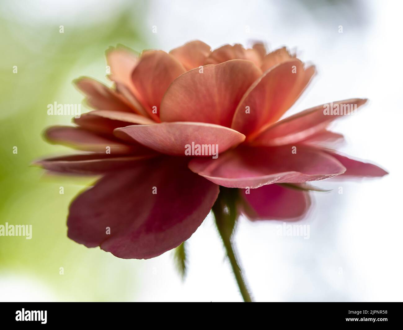 Shape and colors of Distant drums roses that bloom in Tropical climates ...