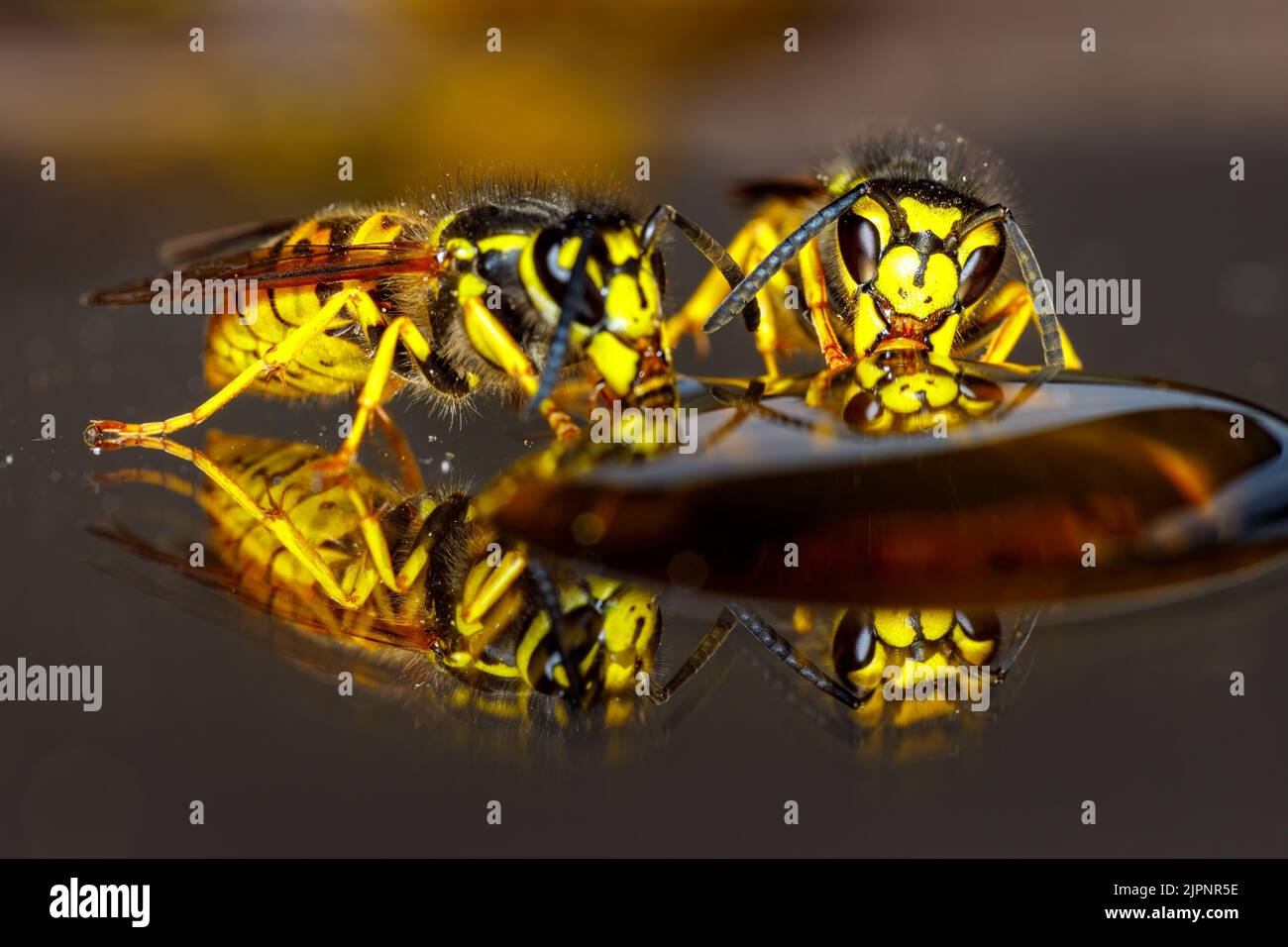 A dangerous Wasp on food Stock Photo - Alamy