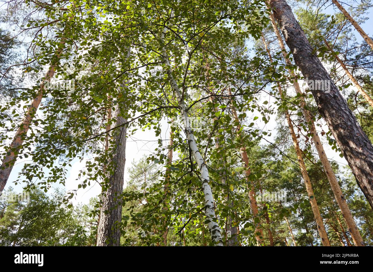Pine tree and birch forest. Beautiful summer forest on a summers day ...