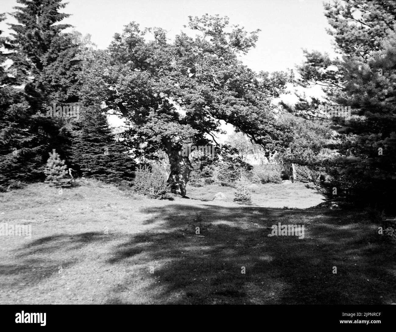 Natural memories from Sandhem, Grimstorp Ekängen. Naturminnen från ...