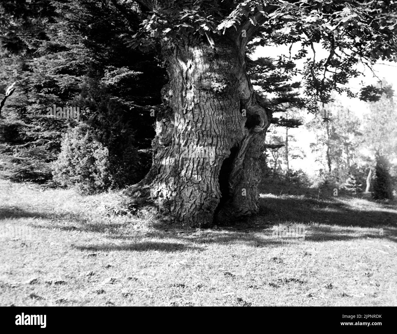 Natural memories from Sandhem, Grimstorp Ekängen. Naturminnen från ...