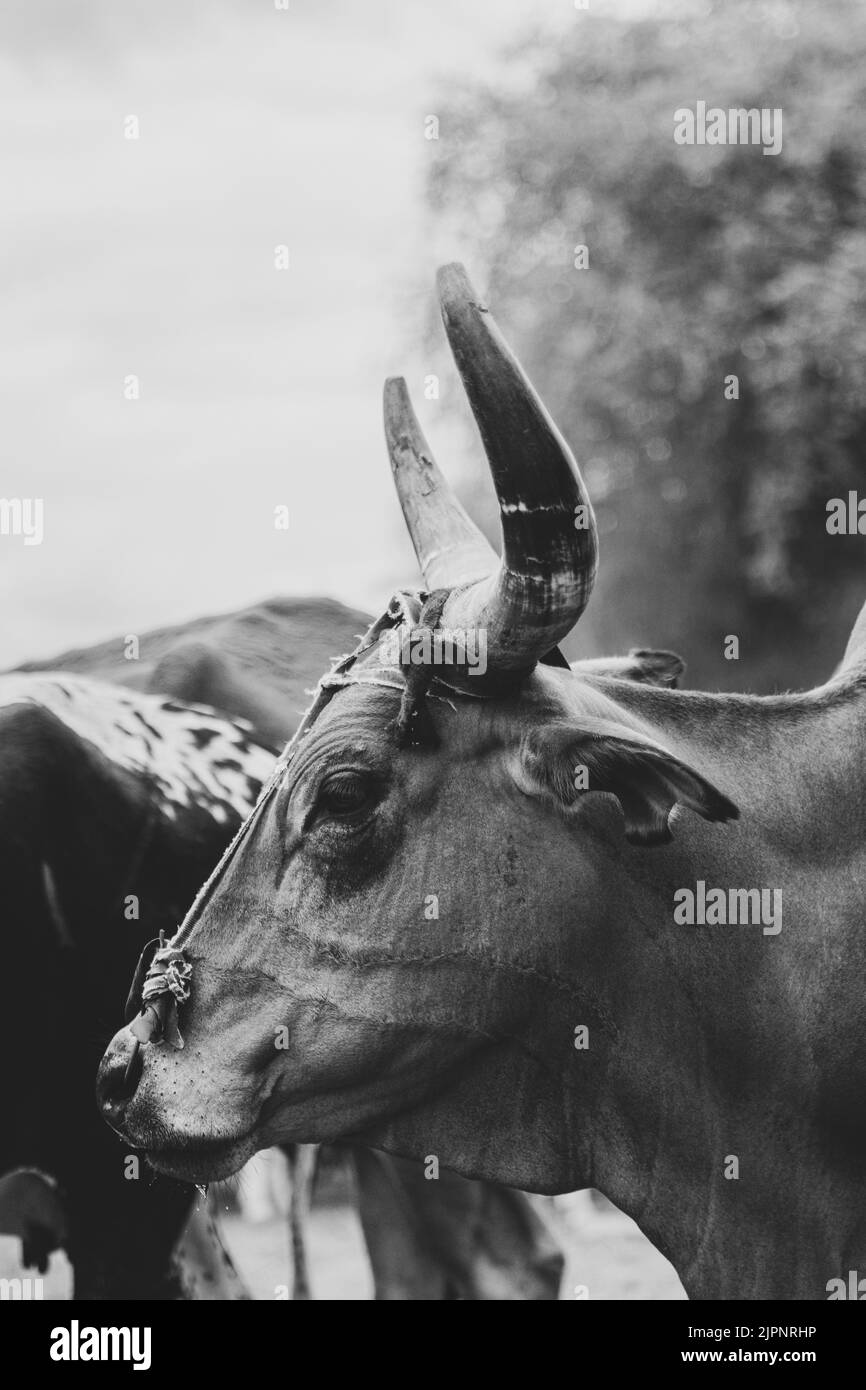 A vertical grayscale of a domestic bull with a blurry background Stock ...