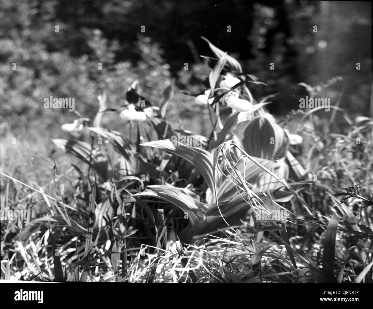 Native marsh orchid Black and White Stock Photos & Images - Alamy