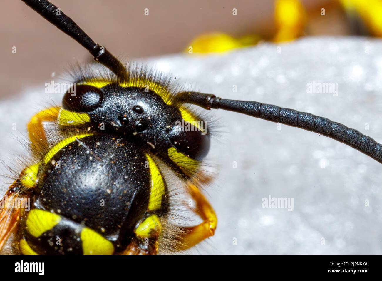 A dangerous Wasp on food Stock Photo - Alamy