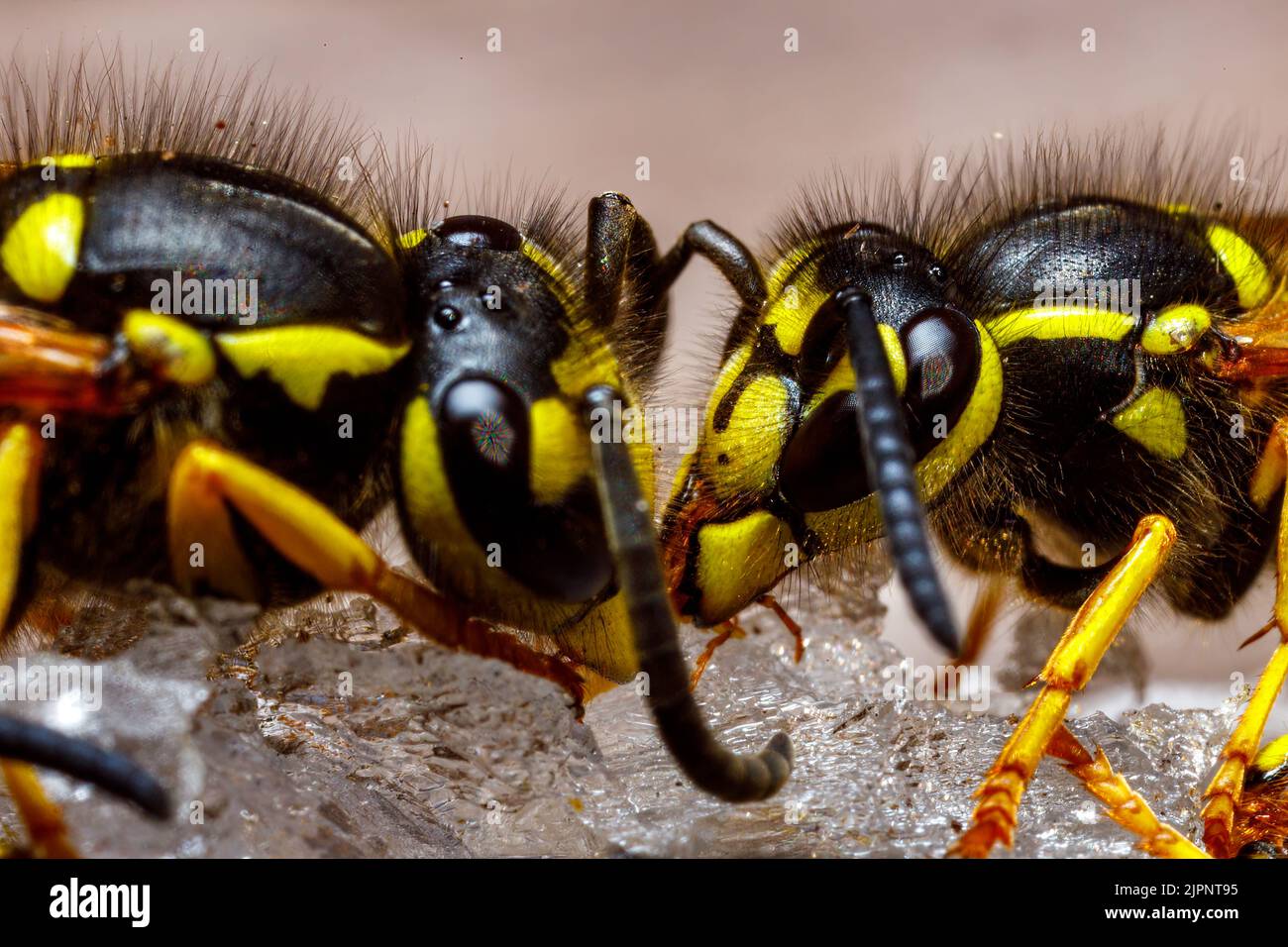 Danger insects hi-res stock photography and images - Alamy