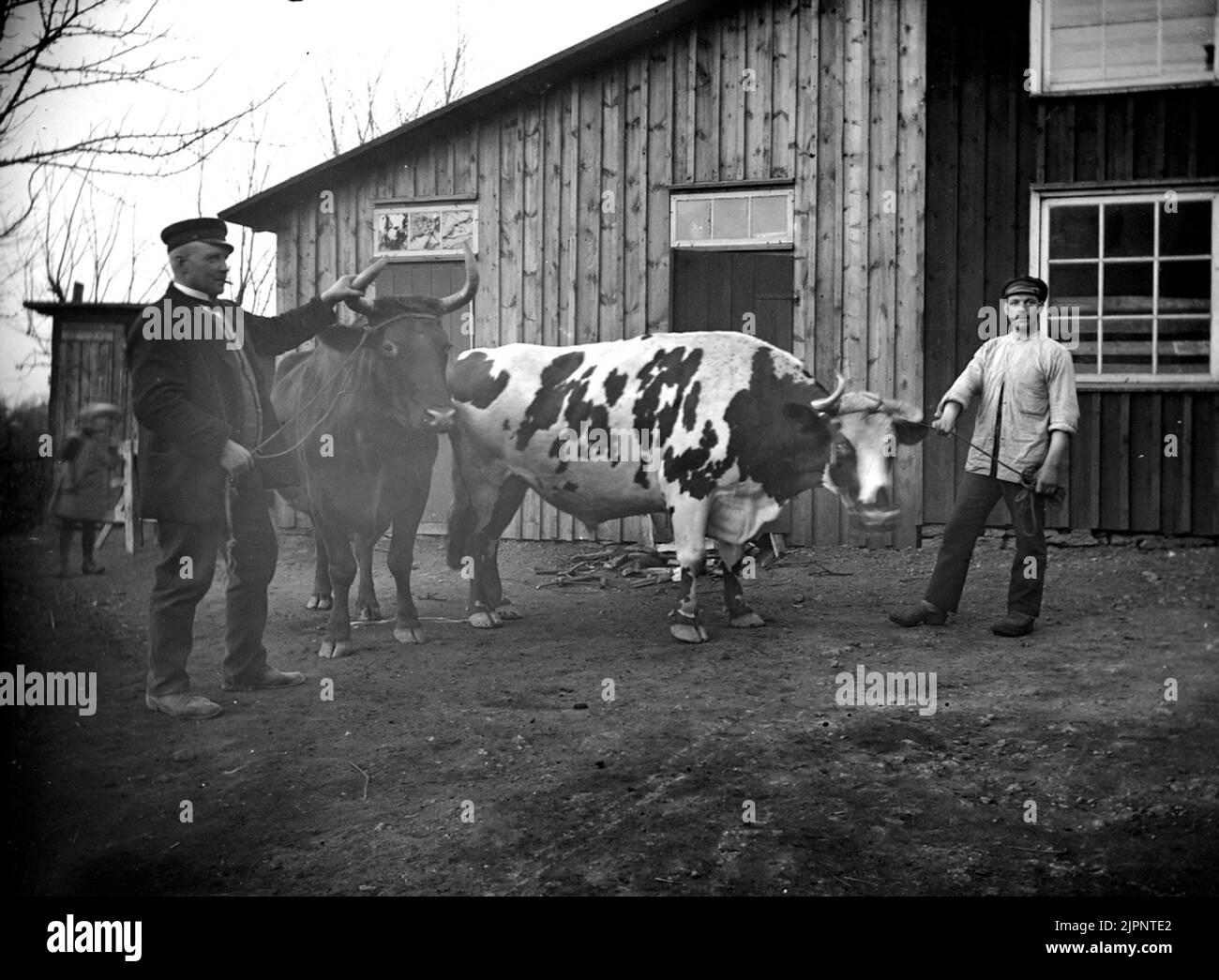 Shoulder and oxen. Axel och oxar Stock Photo - Alamy