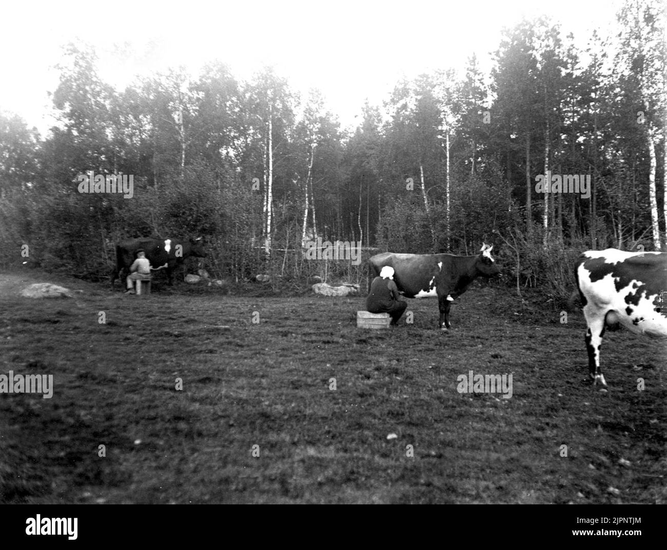 Milk cows feeding Black and White Stock Photos & Images - Alamy