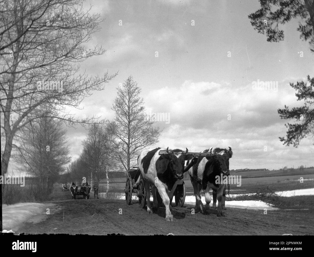 Oxar hi-res stock photography and images - Alamy