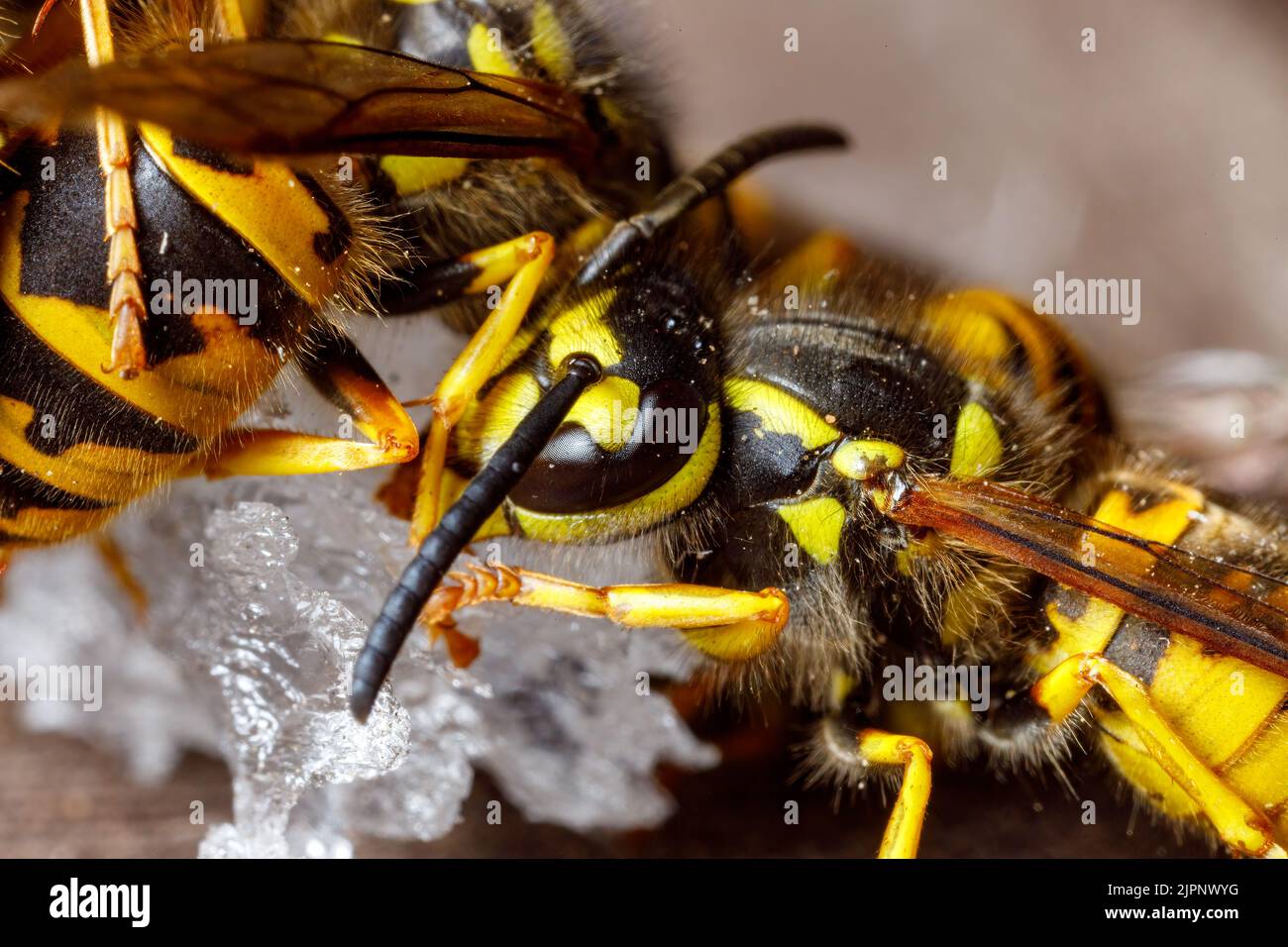 A dangerous Wasp on food Stock Photo - Alamy