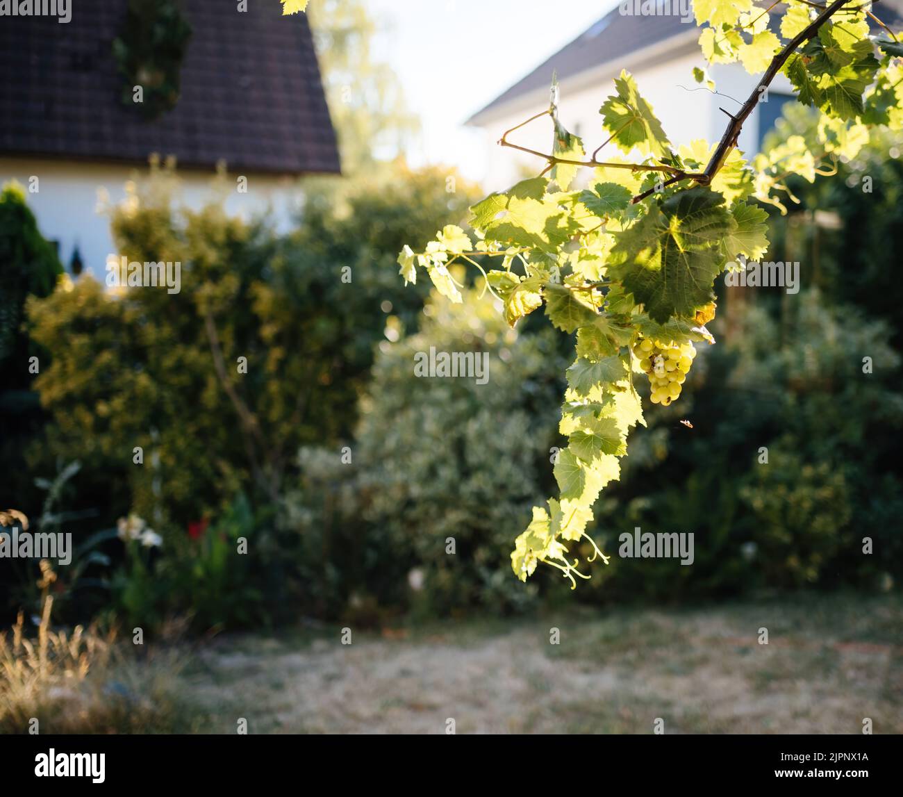 Branch of vineyard with white grapes falling slowly in front of the ...