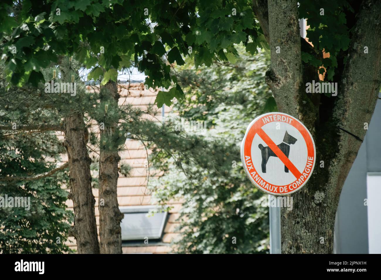 Dogs are forbidden signage text sign - translation from French language ...