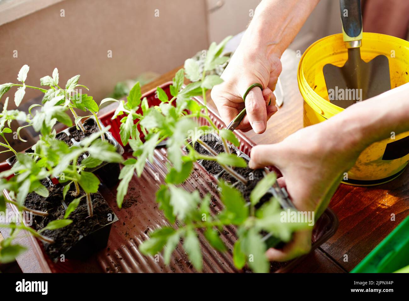 Old man gardening in home greenhouse. Men's hands planting tomato ...