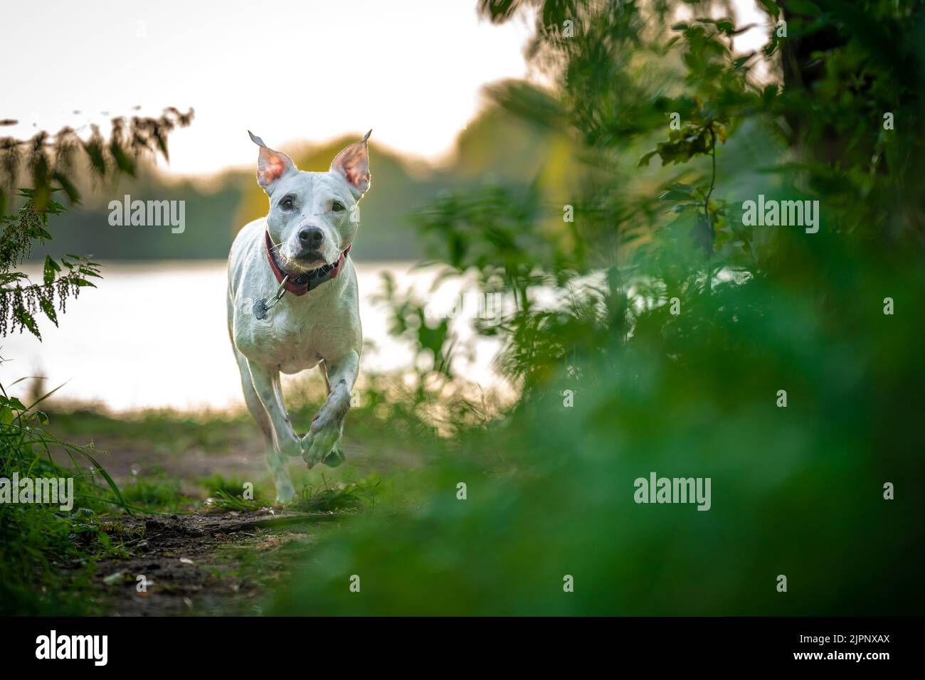 pit bull terrier runs along a forest path between grass and trees Stock ...
