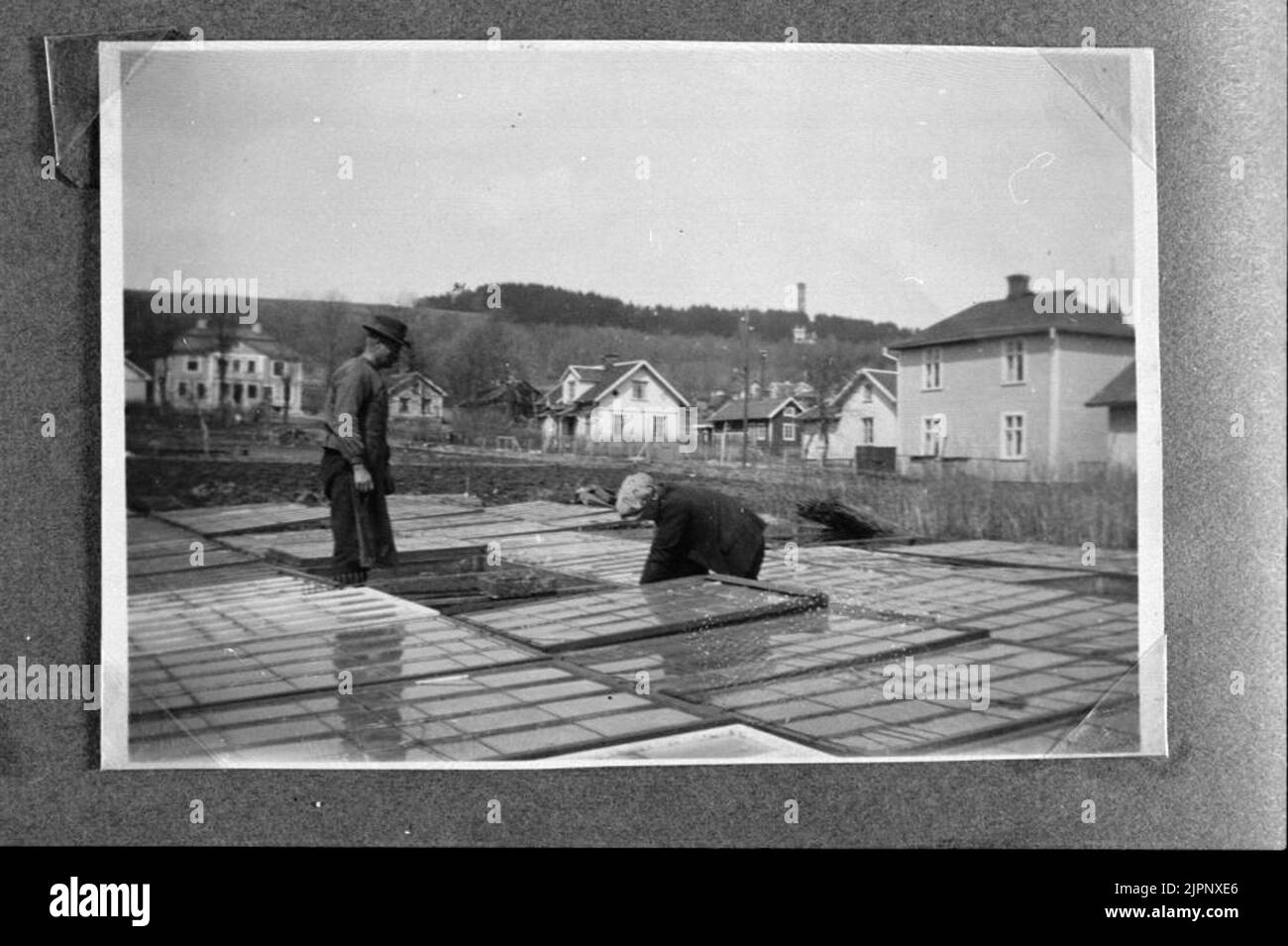 Odling hi-res stock photography and images - Alamy