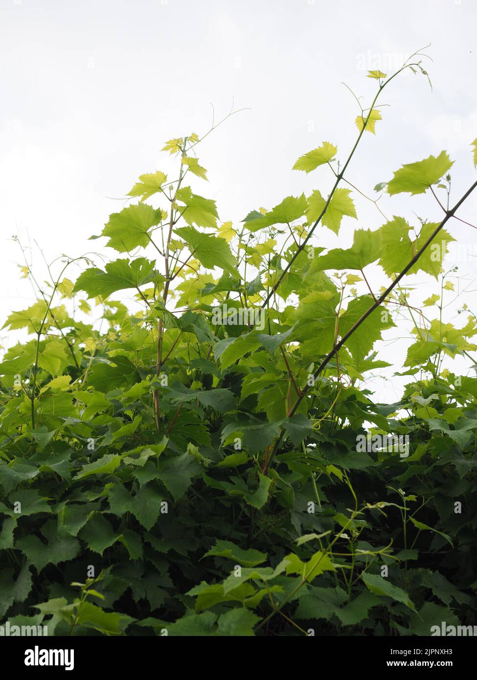 Vigourous growth of vine leaves seen against a white background Stock ...