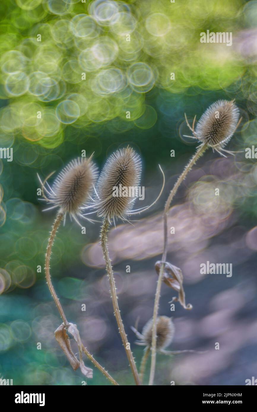soft bubble bubbles in the picture generated by Meyer Optik Gorlitz ...