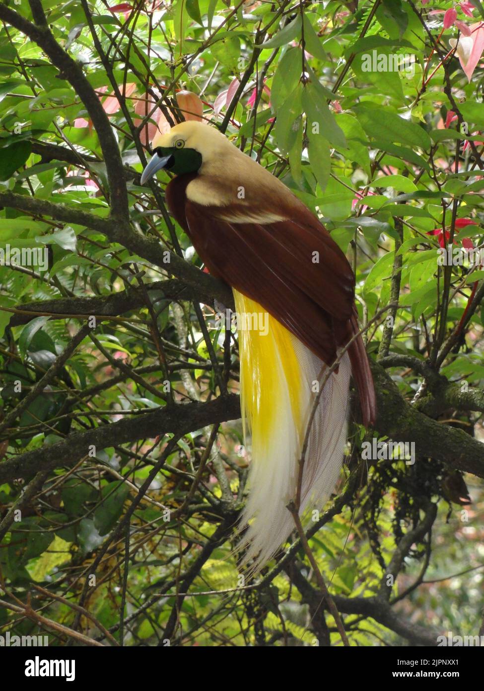 A vertical closeup of a lesser bird-of-paradise perched on a tree ...