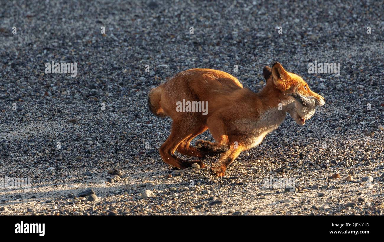 A red fox running at full speed along a rocky beach with a large fish ...