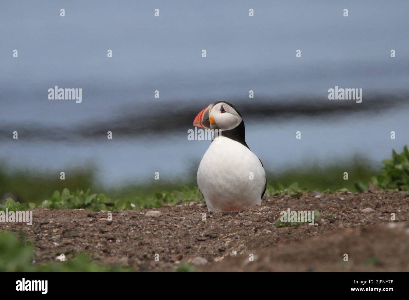 Puffin on the breeding colony of Inner Farne Island Northumberland UK ...