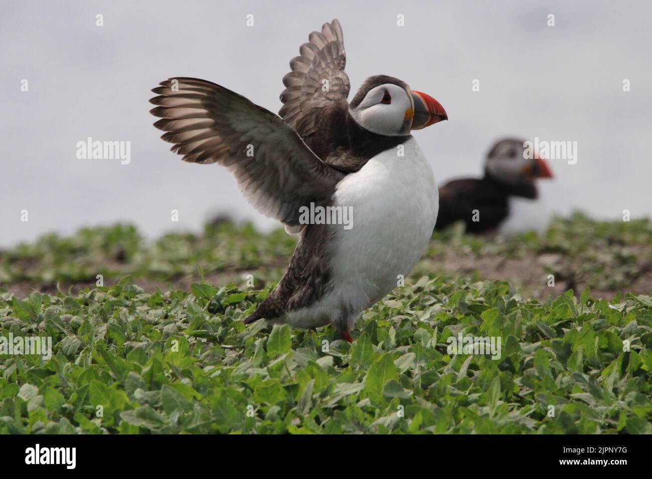 Puffin on the breeding colony of Inner Farne Island Northumberland UK ...